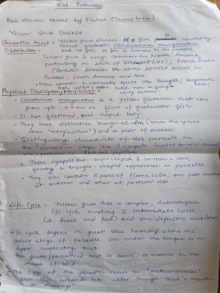 Yellow Grub Disease | PDF