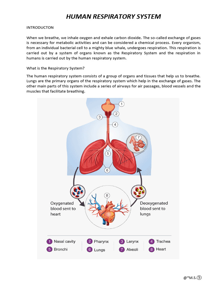 HUMAN RESPIRATORY SYSTEM | PDF | Respiratory System | Lung