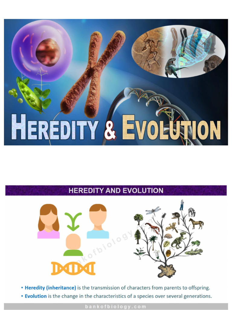 BANK OF BIOLOGY (HERIDITY) | PDF