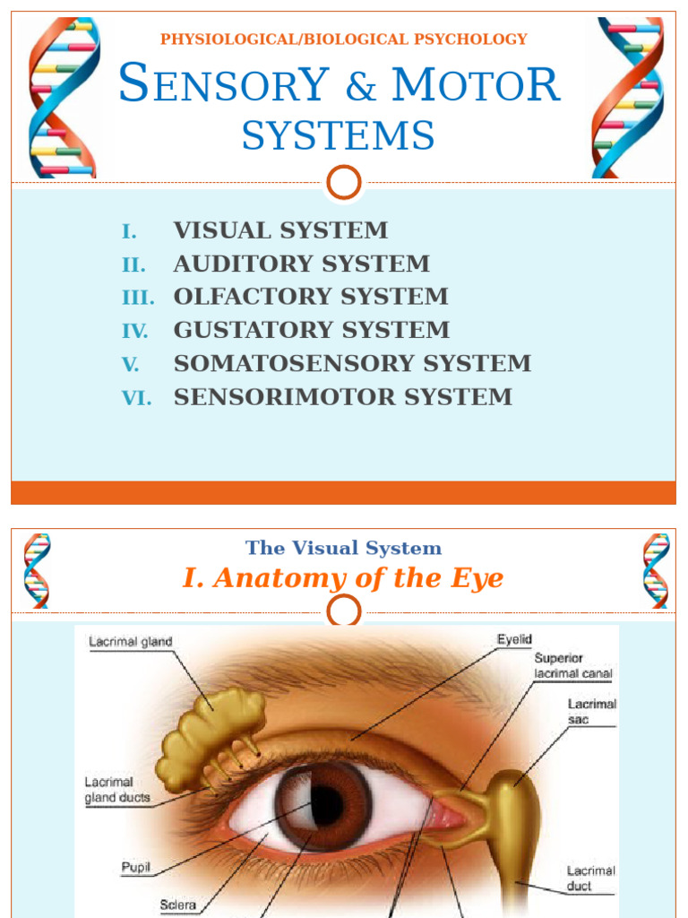 Overview of Sensory and Motor Systems | PDF | Taste | Visual System