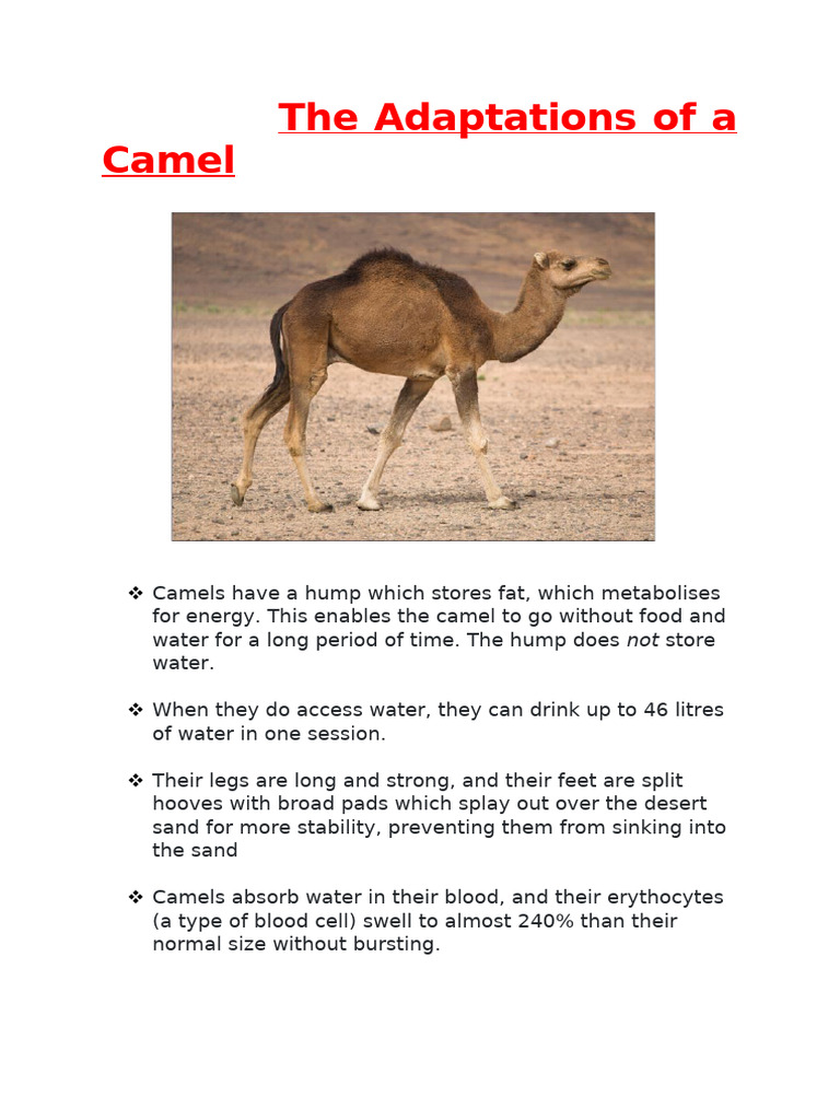 Camel Adaptations for Desert Survival | PDF