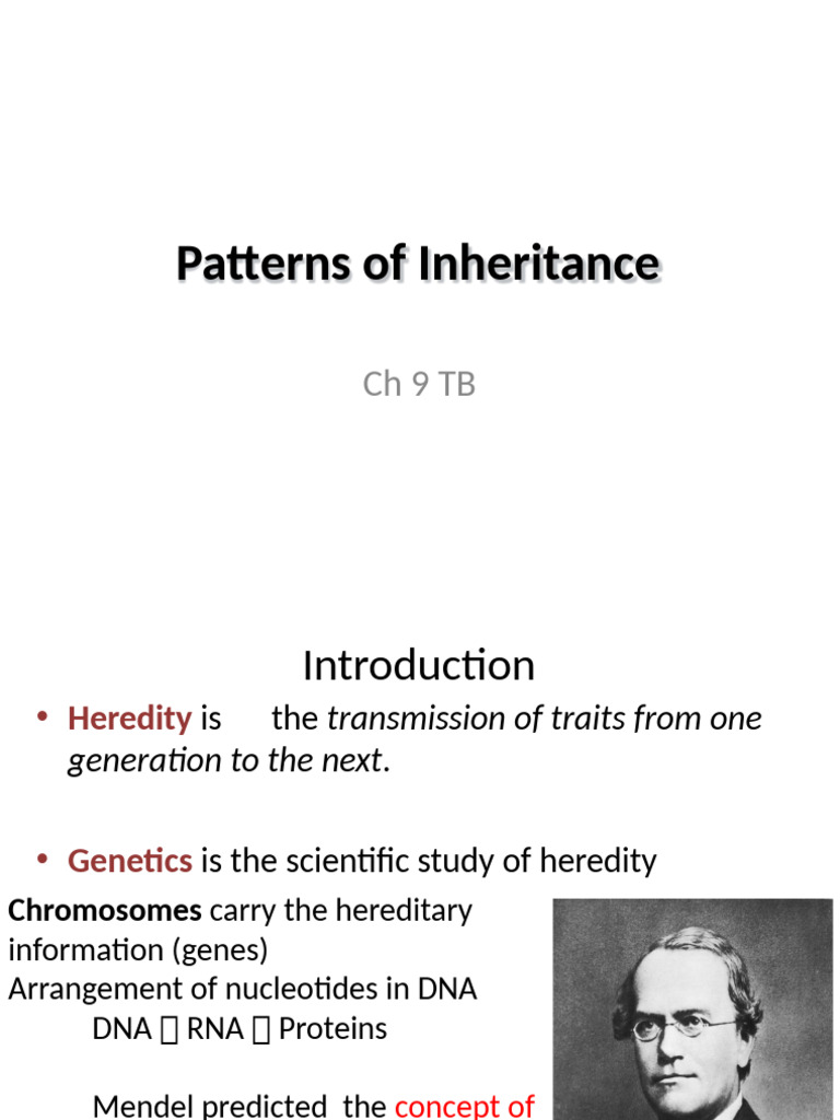 7 Patterns of Inheritance | PDF | Dominance (Genetics) | Genotype