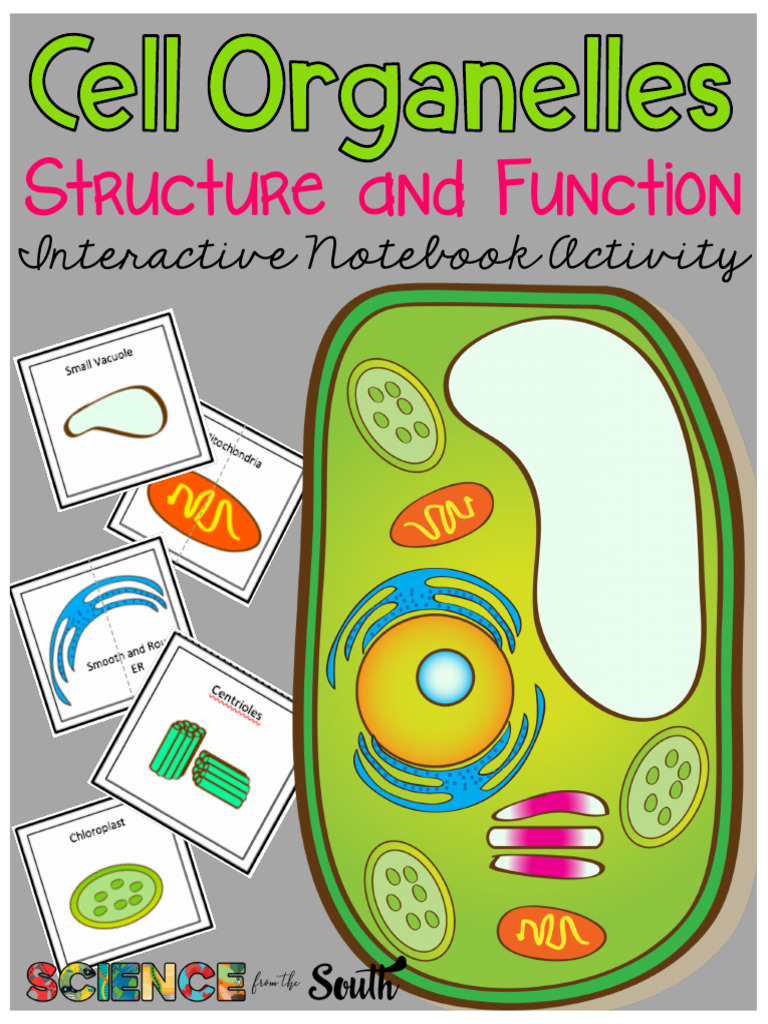 CellOrganellesStructureandFunctionInteractiveNotebookActivity-1 (1 ...