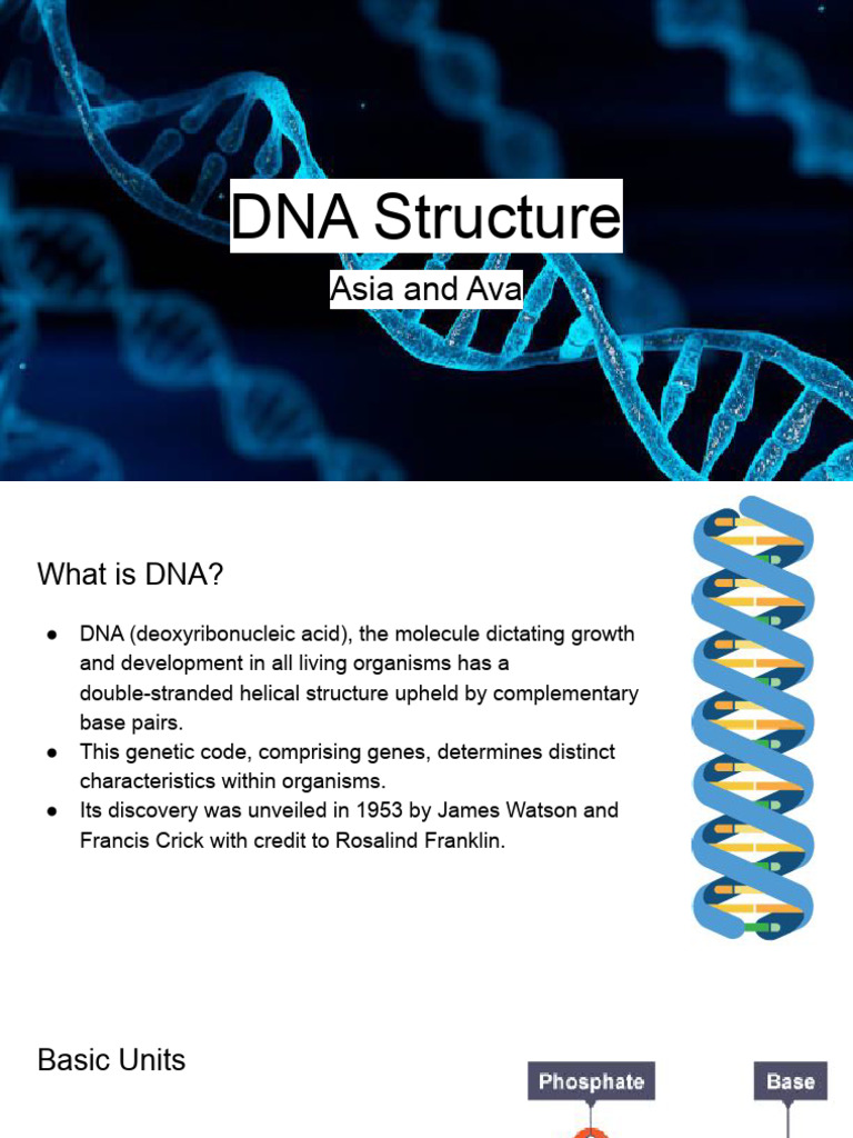 Dna Structure | PDF