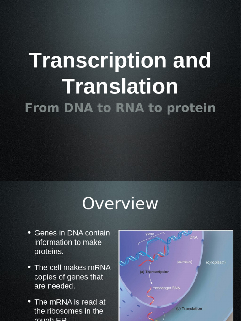 Transcription Translation Cont - Mutation | PDF | Translation (Biology ...