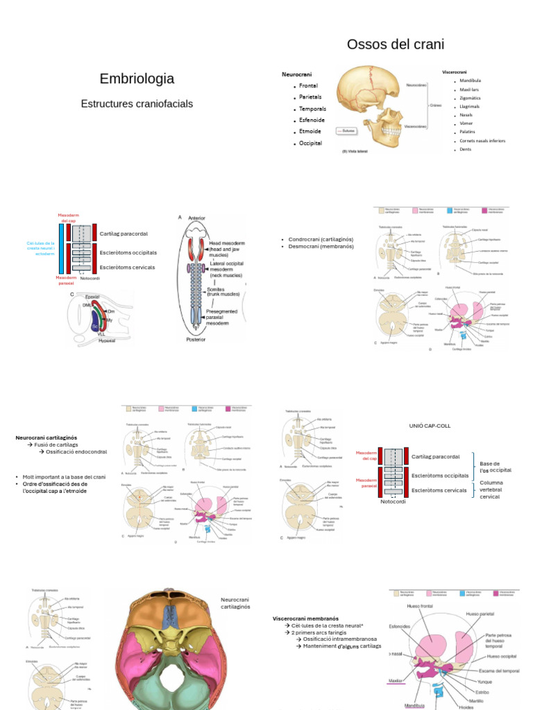 MG17 - Embriologia Craniofacial | PDF