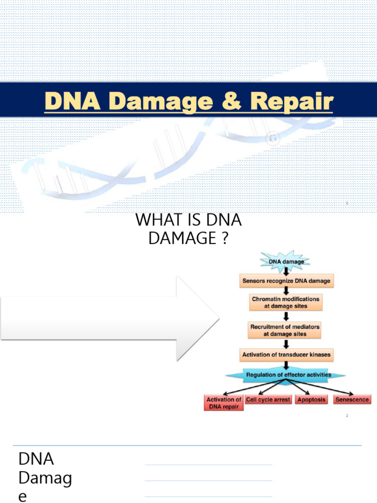 DNA Damage and Repair Mechanisms | PDF | Dna Repair | Dna