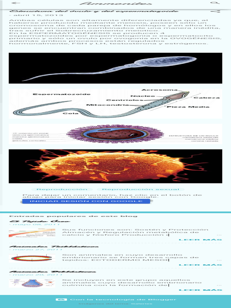 Estructura Del Óvulo y Del Espermatozoide | PDF