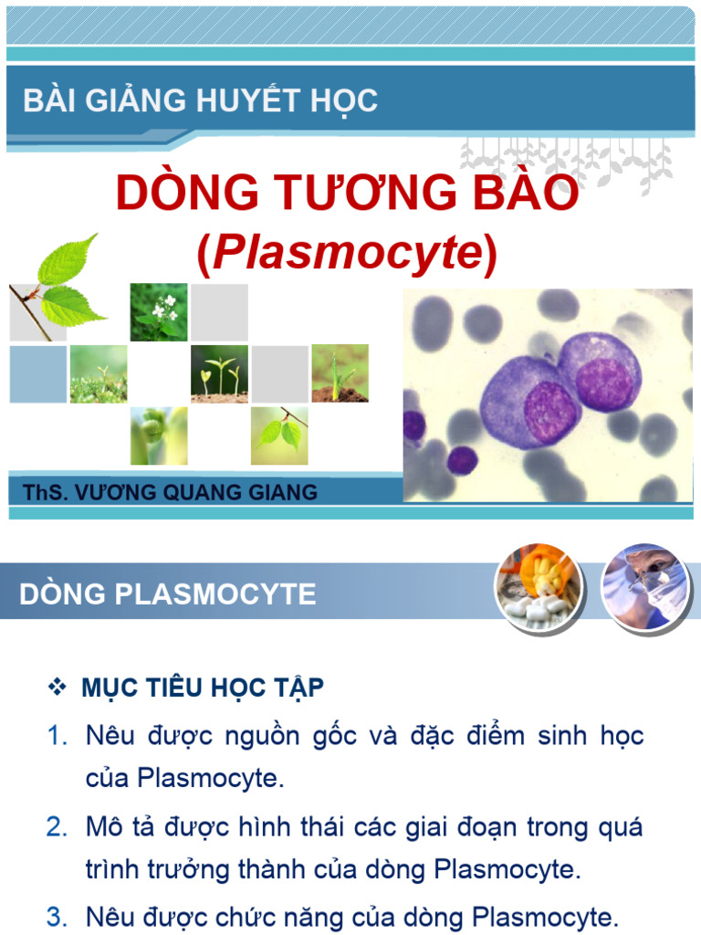 Dòng Plasmocyte | PDF