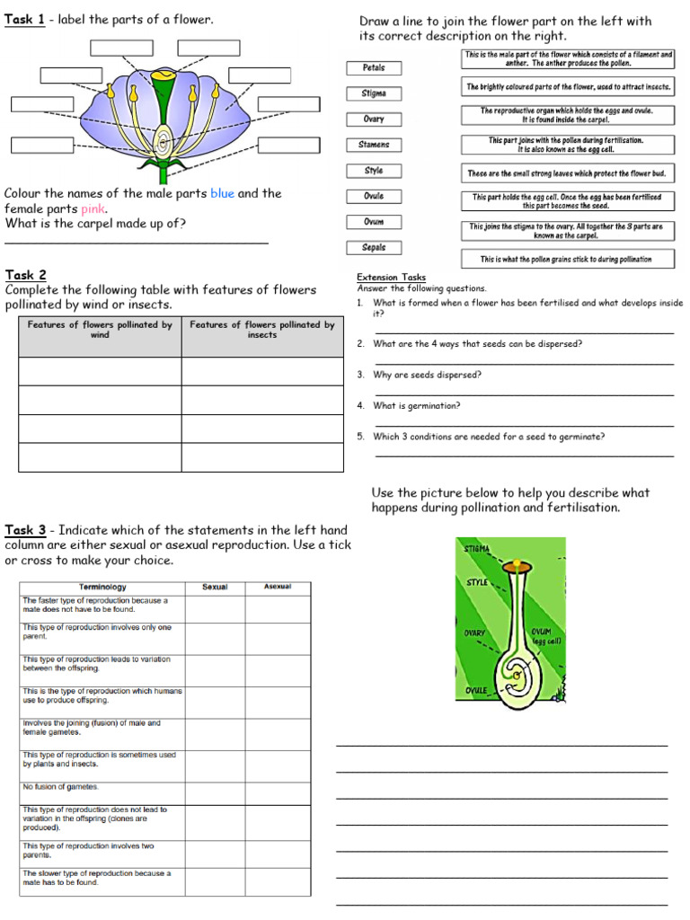 Flower Anatomy and Pollination Guide | PDF | Flowers | Pollination