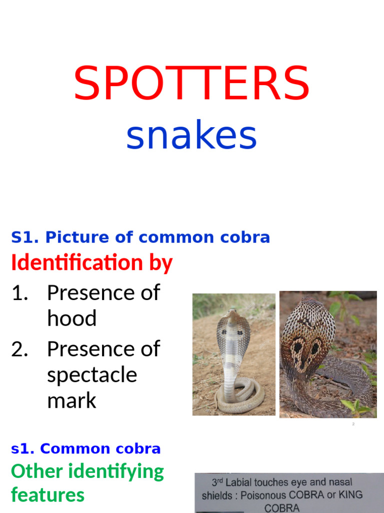Spotters - Snakes | PDF | Snake | Blood Vessel