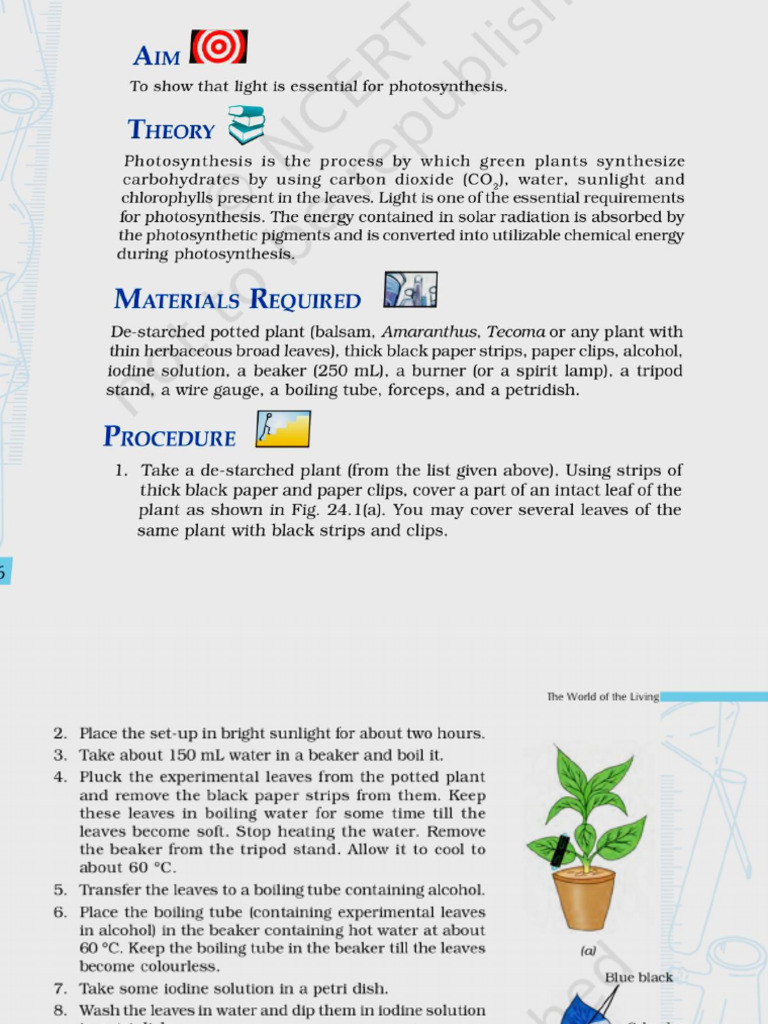 X Bio Experiment 1 | PDF