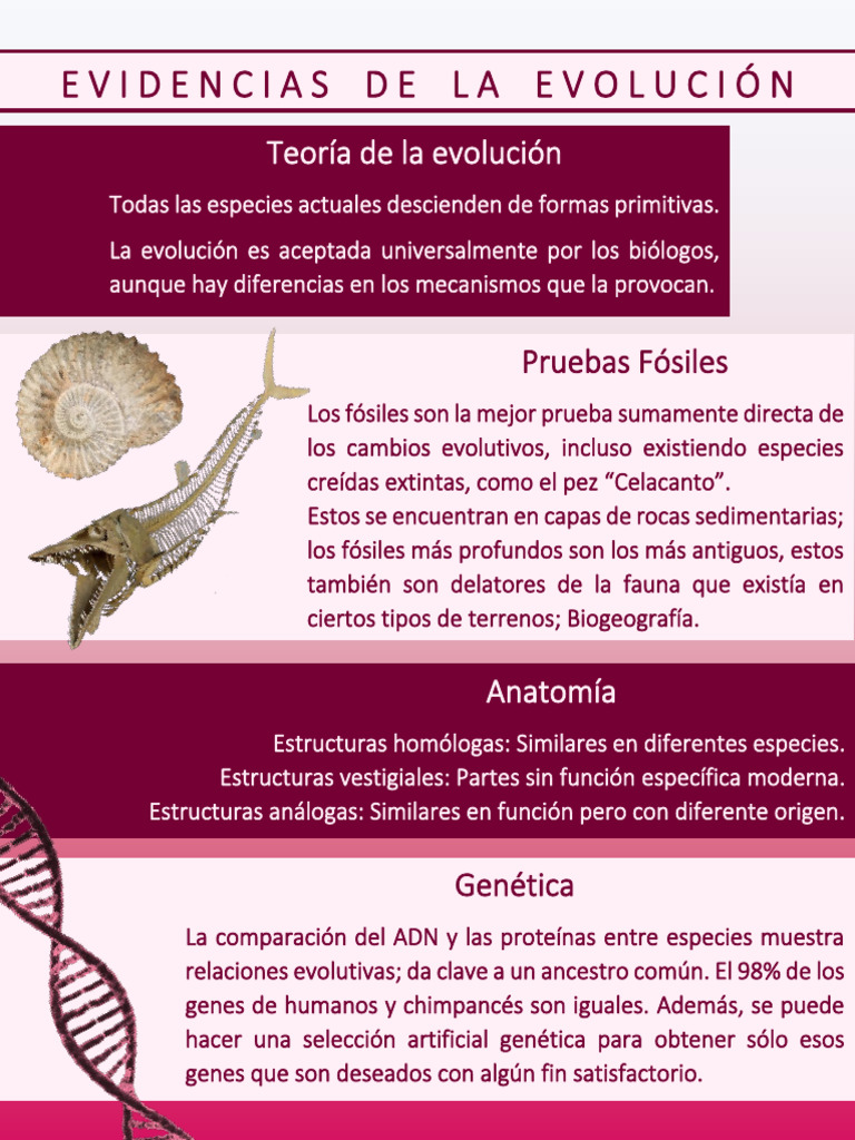 Infografía Evidencia de La Evolución | PDF