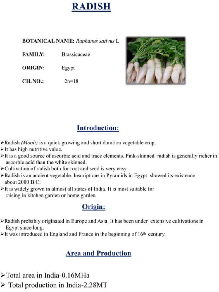 Radish | PDF
