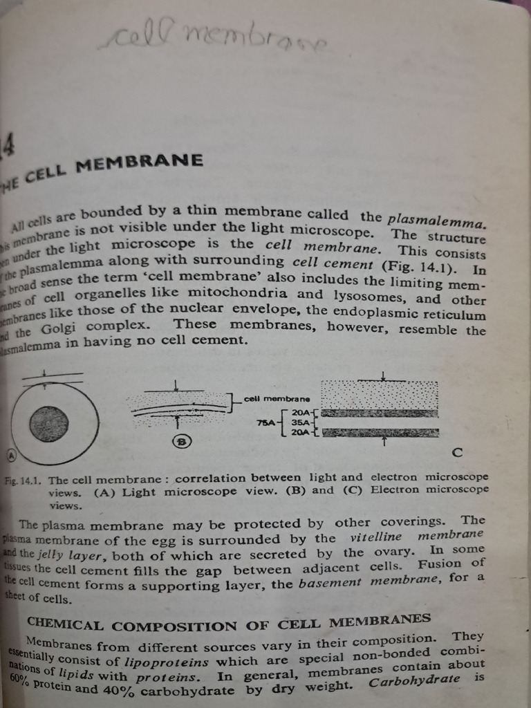 Cell Membrane | PDF