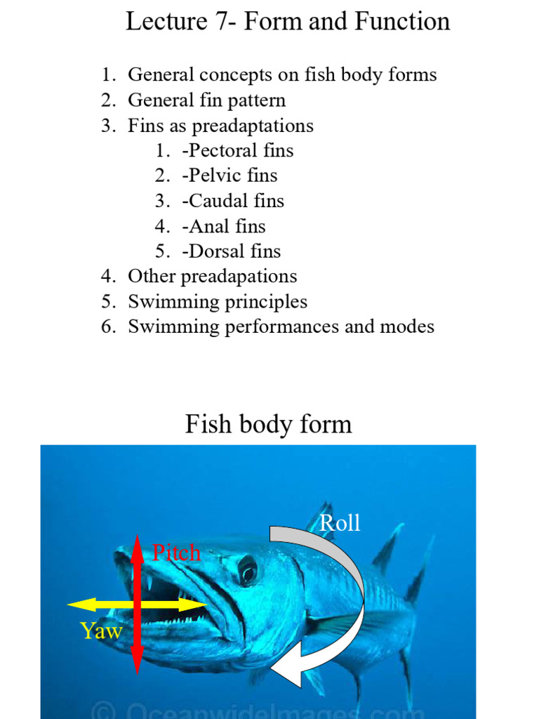 Fish Body Forms and Swimming Adaptations | PDF | Fish | Zoology
