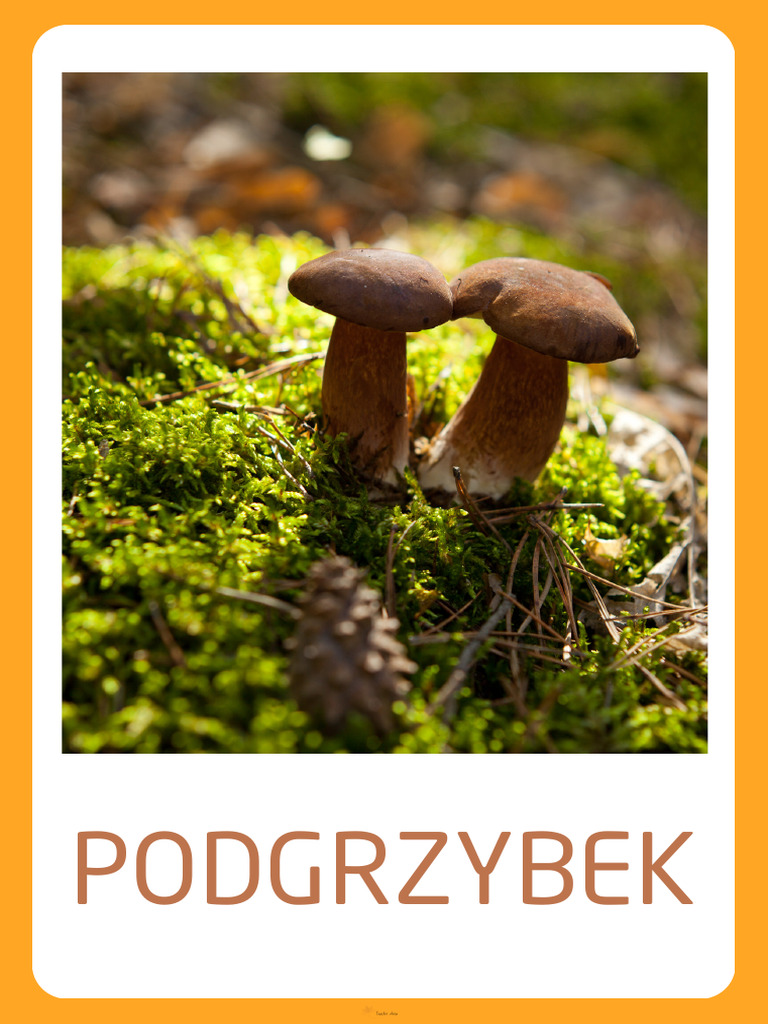 Grzyby Karty Obrazkowe | PDF