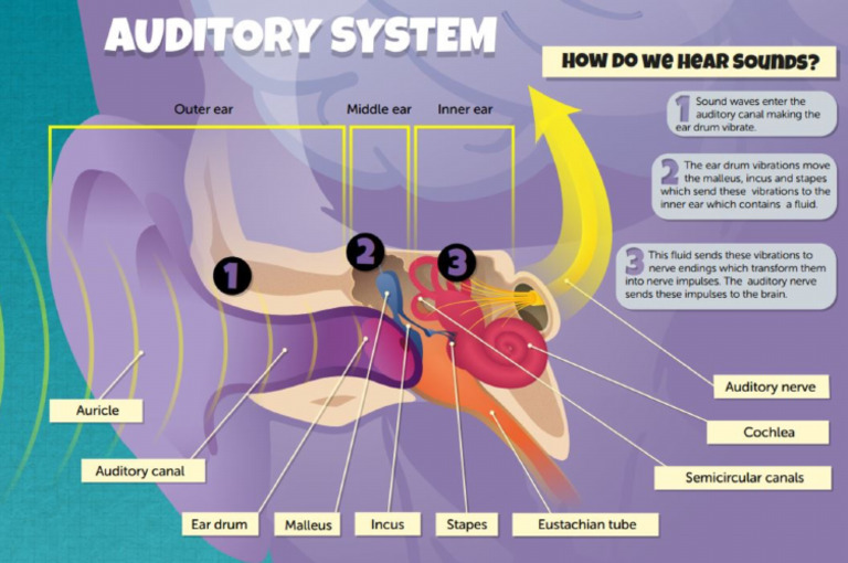 Auditory system infographic | PDF