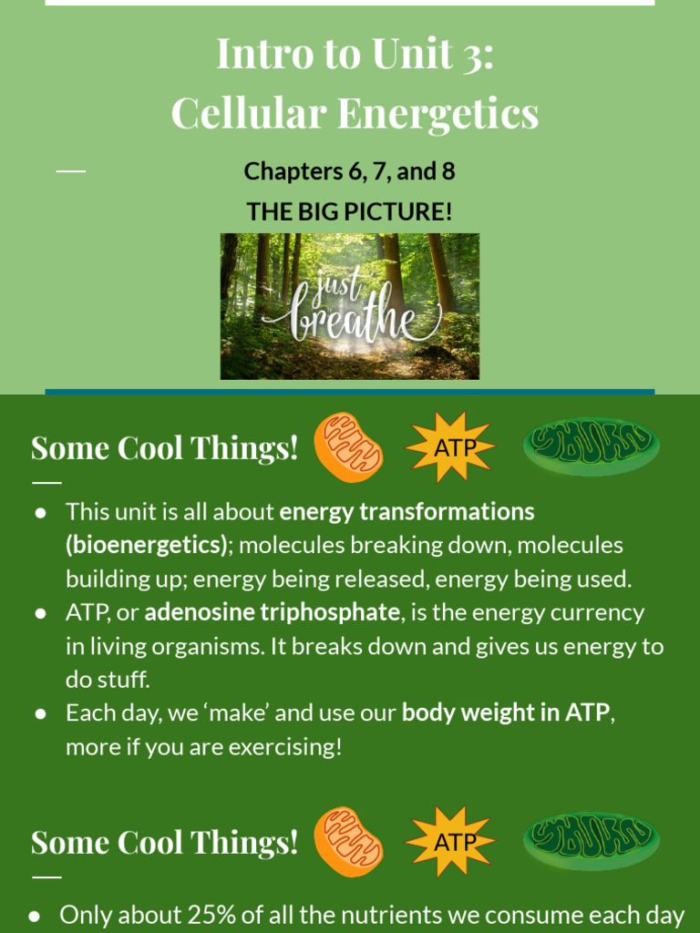 Unit 3 OVERVIEW - Cellular Energetics | PDF | Bioenergetics | Adenosine ...