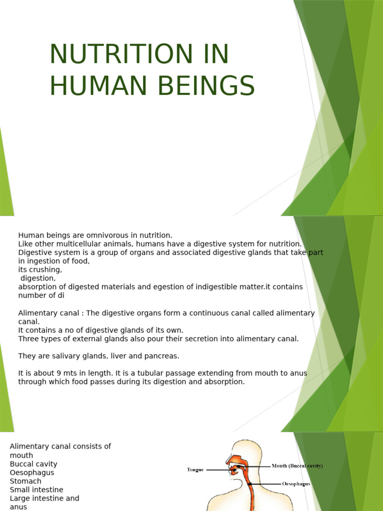 Nutrition in Human Beings | PDF | Digestion | Stomach