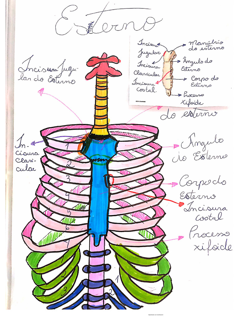 Anatomia Do Esterno | PDF