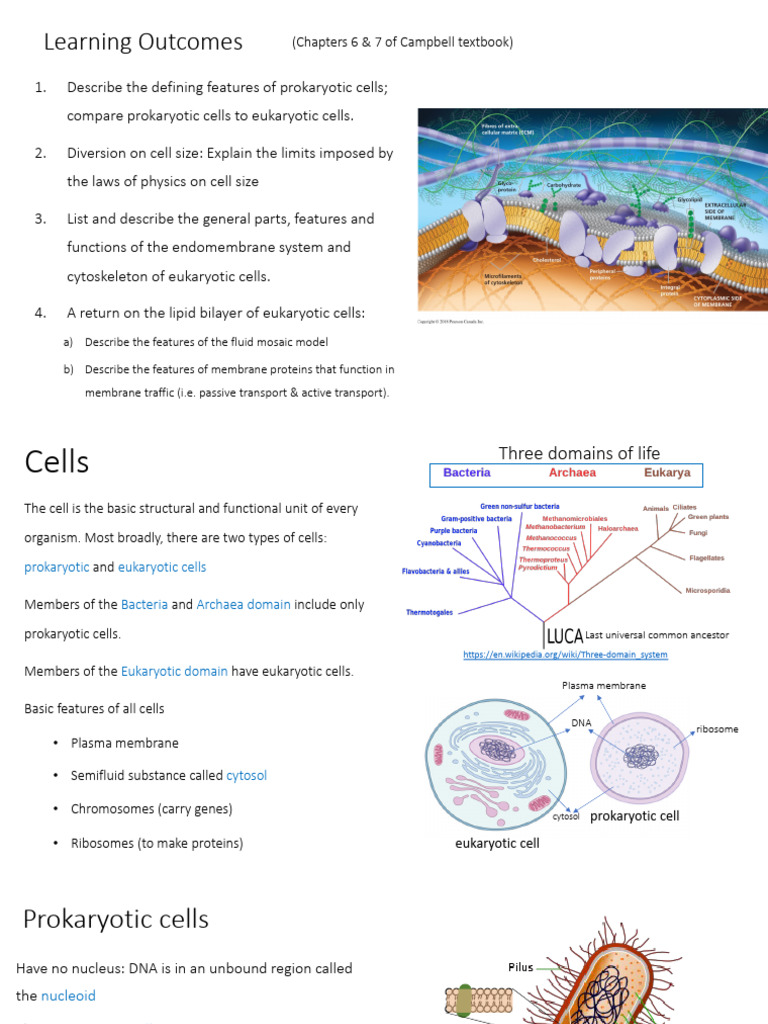 2 Cells and The Endomembrane System | PDF | Endoplasmic Reticulum ...
