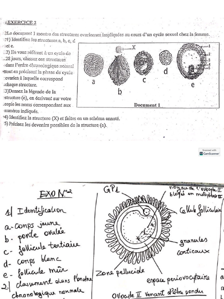 Compressée Reproduction Humaine Corrigé | PDF
