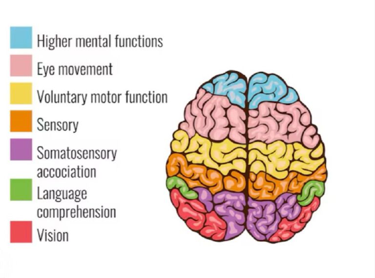 Brain Colours and Functions | PDF