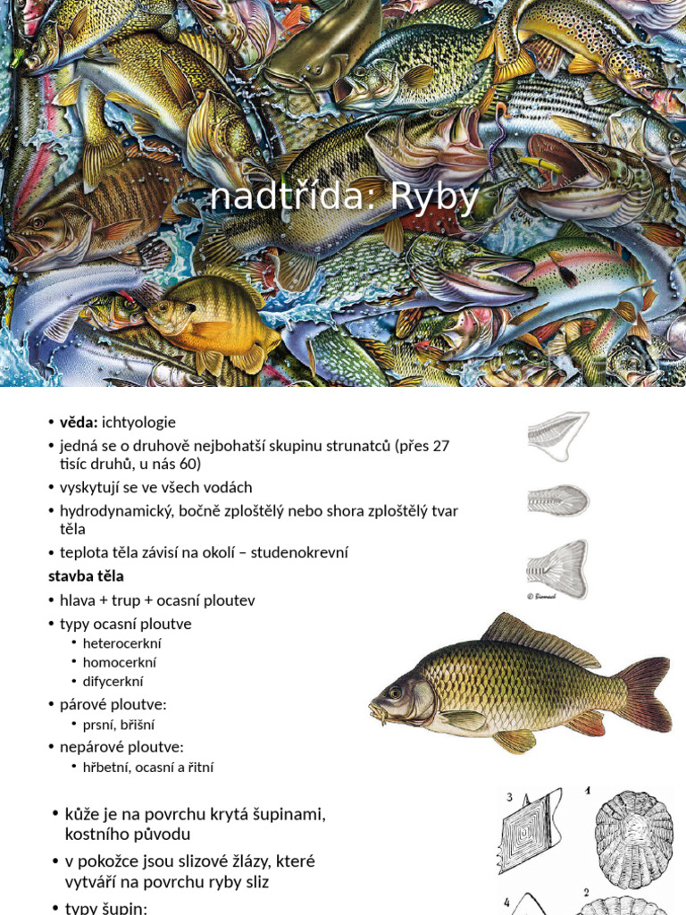 Ryby | PDF