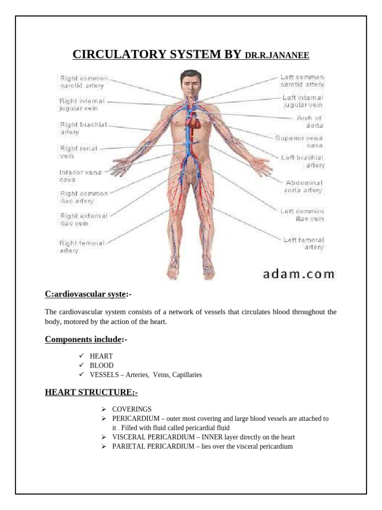 Circulatory System | PDF | Heart | Aorta