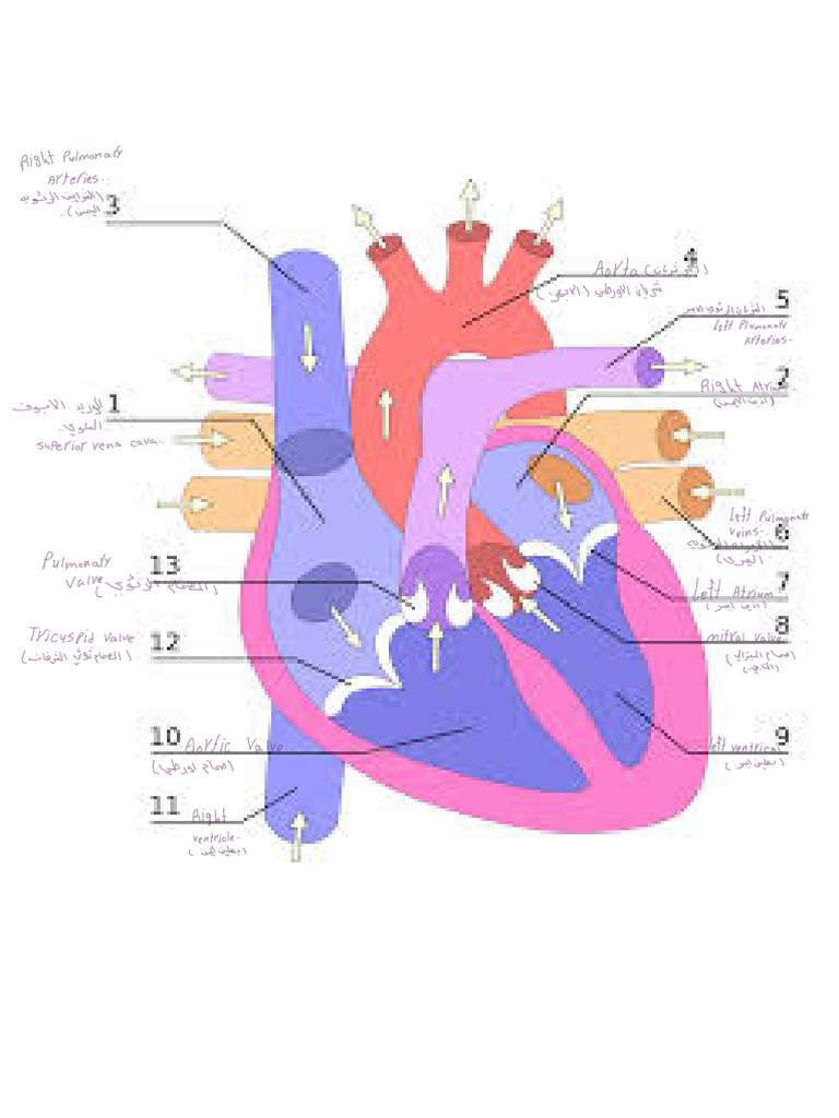 Heart Anatomy in Arabic ? | PDF