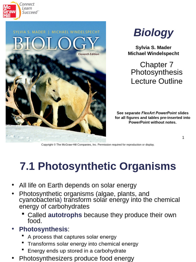 7 Photosynthesis | PDF | Photosynthesis | Chlorophyll
