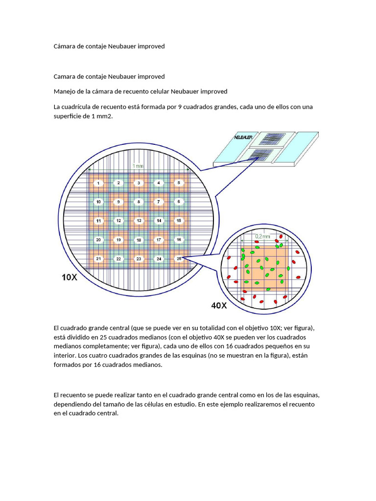 Cámara de Neubauer | PDF