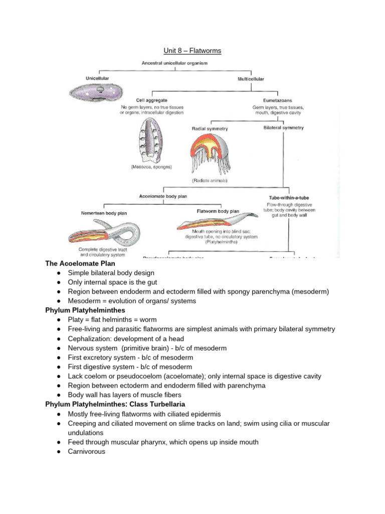 Unit 8 - Flatworms | PDF | Biology