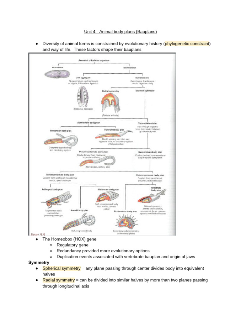 Unit 4 - Animal Body Plans | PDF | Anatomical Terms Of Location | Anatomy