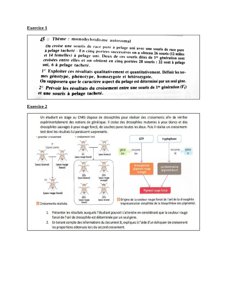 Exercices Génétique | PDF