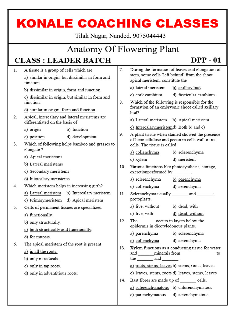 02-02-2024 Anatomy of Flowering Plant Ans Key | PDF | Plant Stem ...