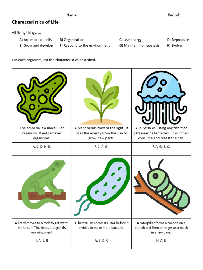 Characteristics of Life Worksheet | PDF | Life | Organisms