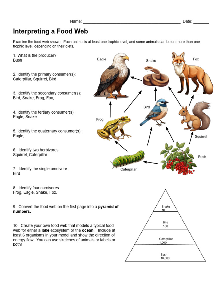 Food Web Interpretation Guide | PDF