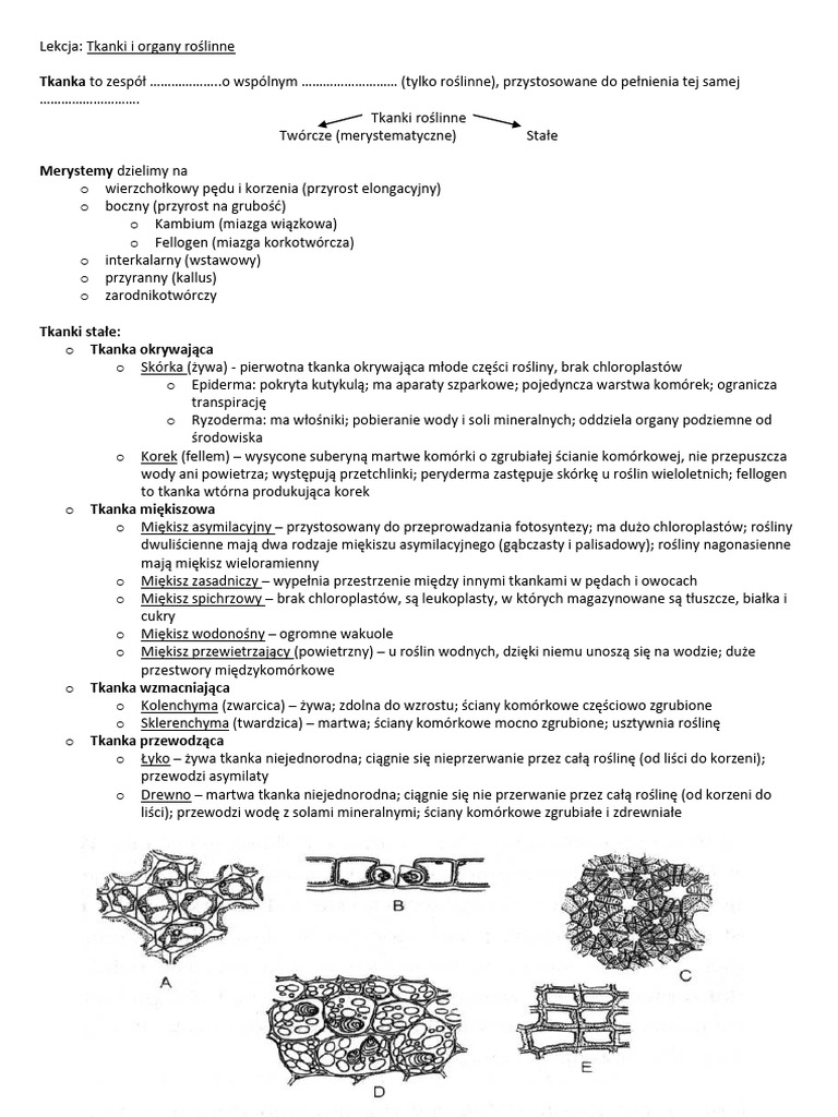 Karty Pracy - Tkanki I Organy Roślinne | PDF