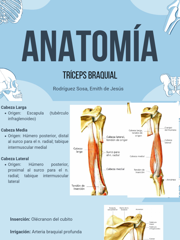 Tríceps BRAQUIAL | PDF