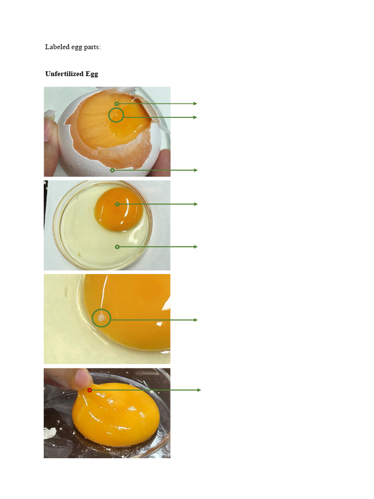Labeled Egg Parts | PDF