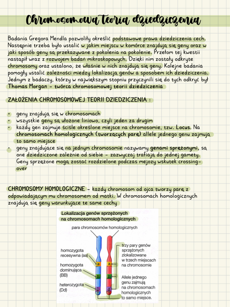 Chromosomowa Teoria Dziedziczenia | PDF