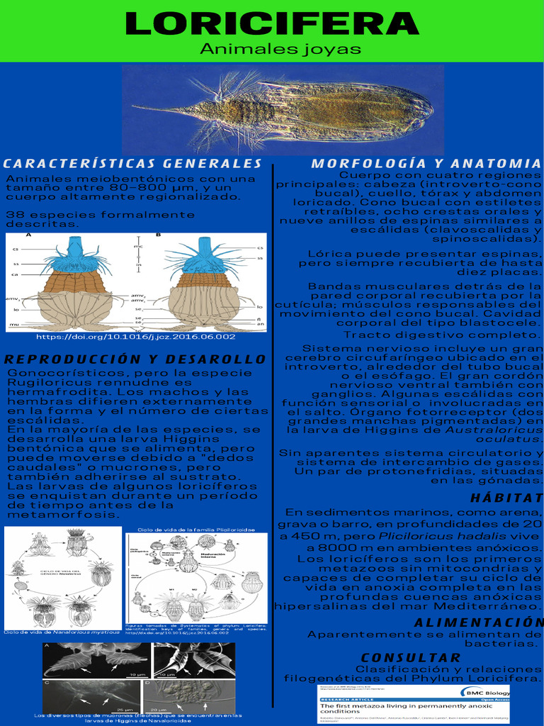 Loricifera | PDF | Zoología | Biología