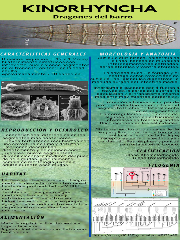 Kinorhyncha | PDF | Moluscos