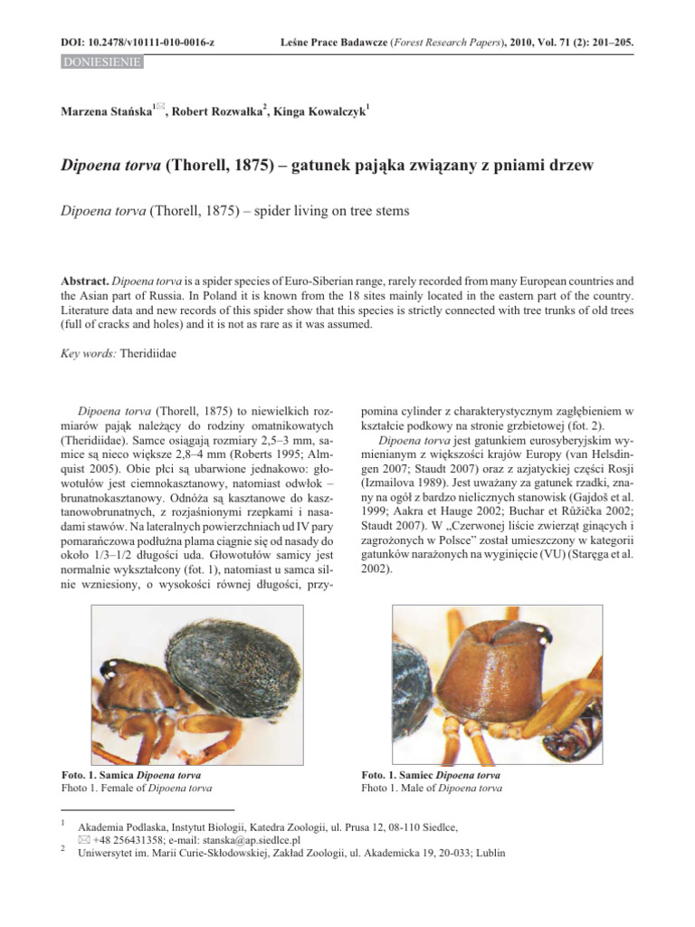 Dipoena Torva Thorell 1875 Gatunek | PDF