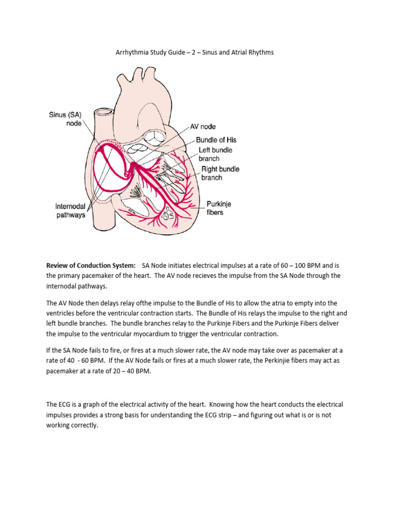 Arrhythmia Study Guide 2 Sinus and Atrial | PDF | Atrium (Heart) | Electrocardiography