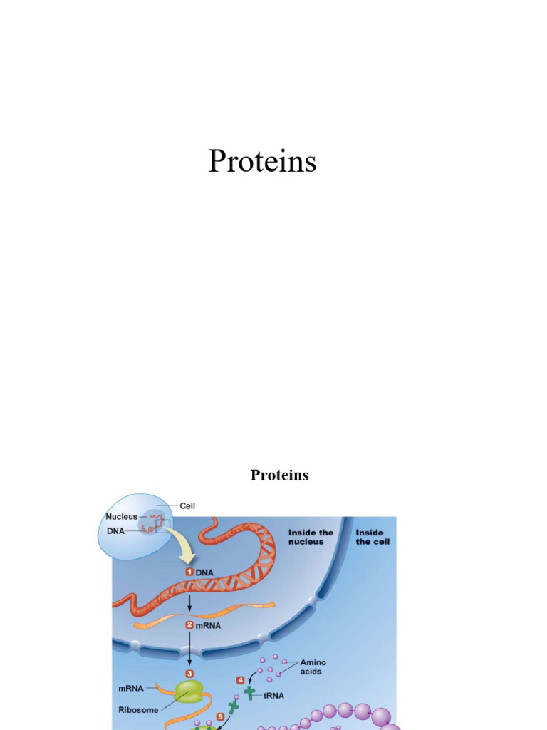 Proteins | PDF | Amino Acid | Protein Structure