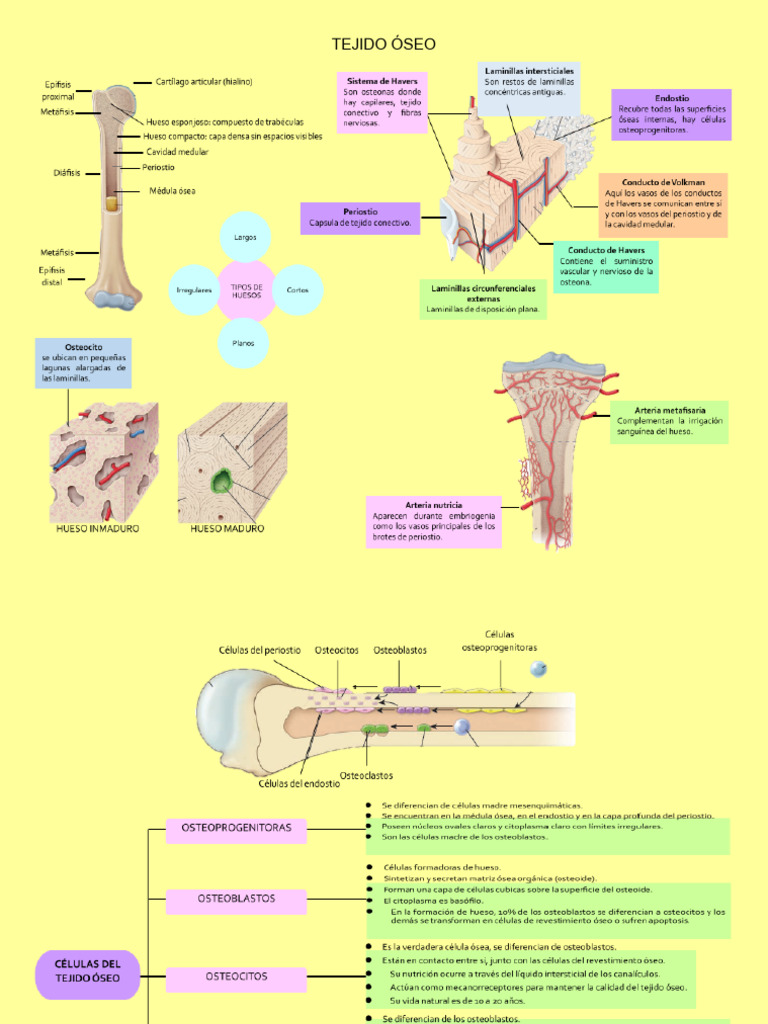 223_Tejido_oseo.doc-1 | PDF