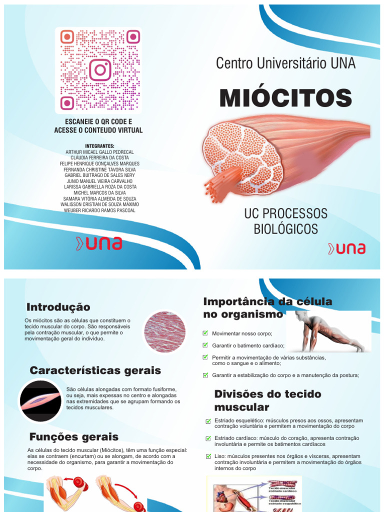 Miócitos - A3 | PDF | Músculo | Corpo humano